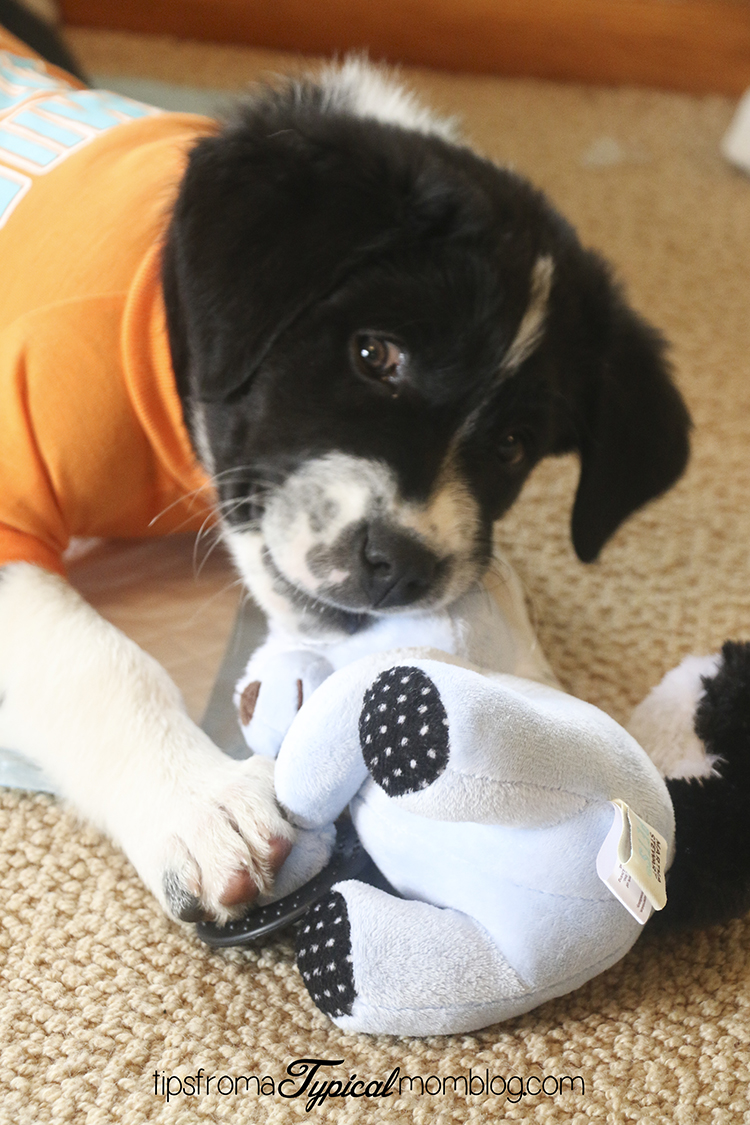 How to Choose the Right Dog for Your Family - Tips from a Typical Mom