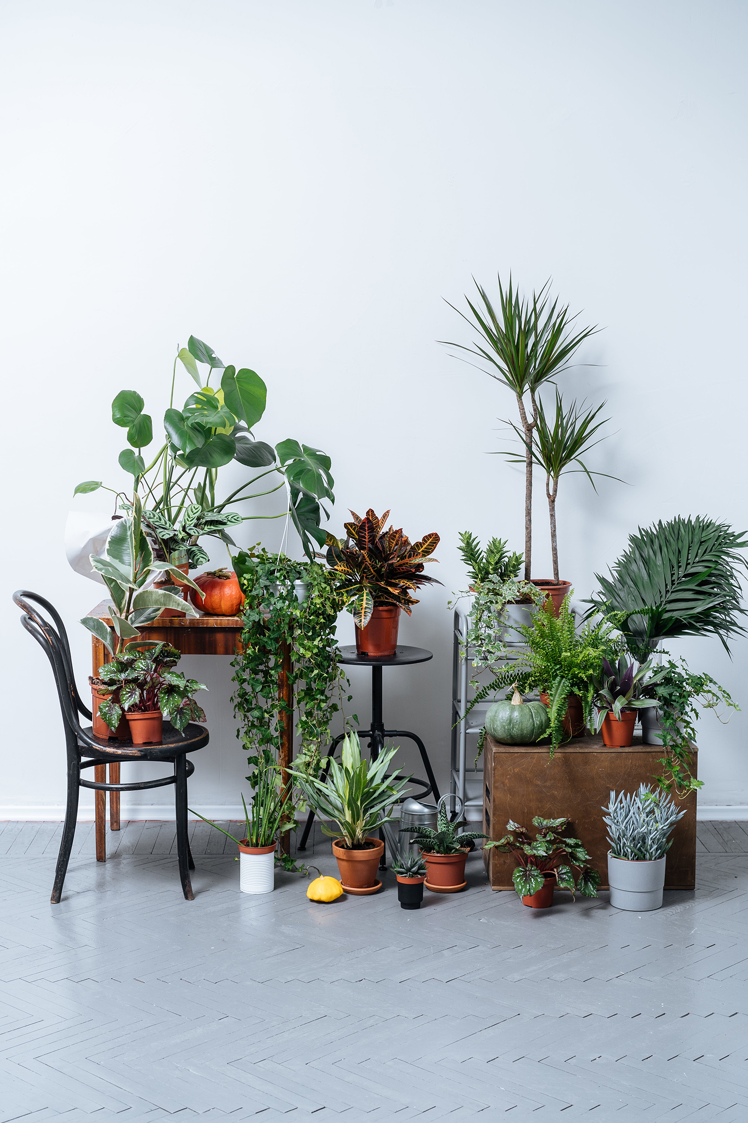 8 Best House Plants That Reduce Allergens In Your Home - Tips from a ...